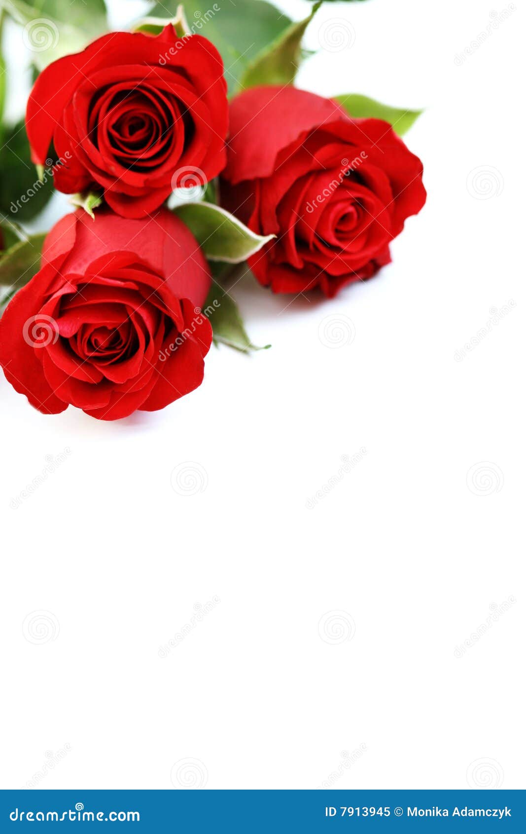 Three roses stock image. Image of invitation, rose, simple - 7913945