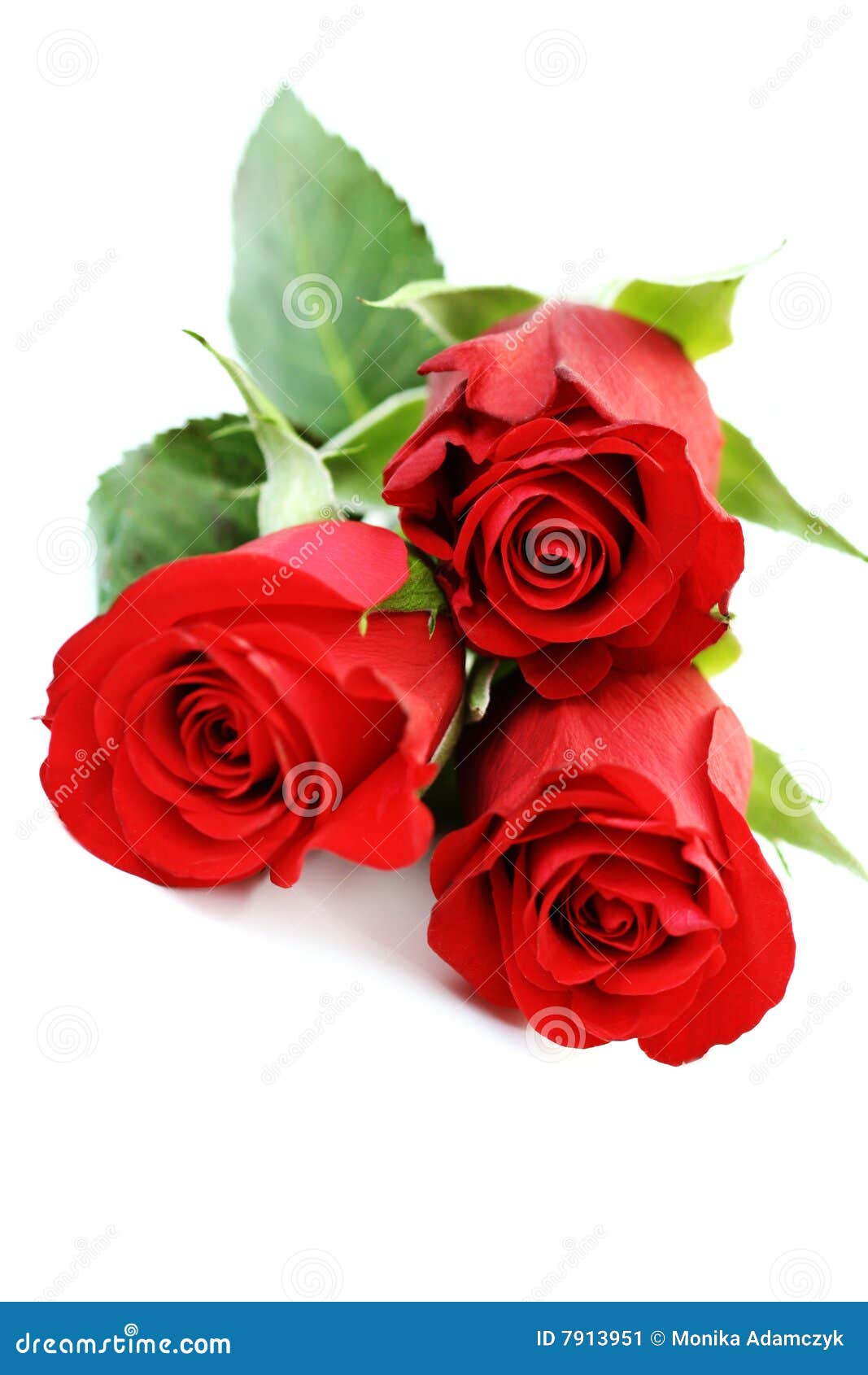 Three roses stock image. Image of vivid, simple, roses - 7913951