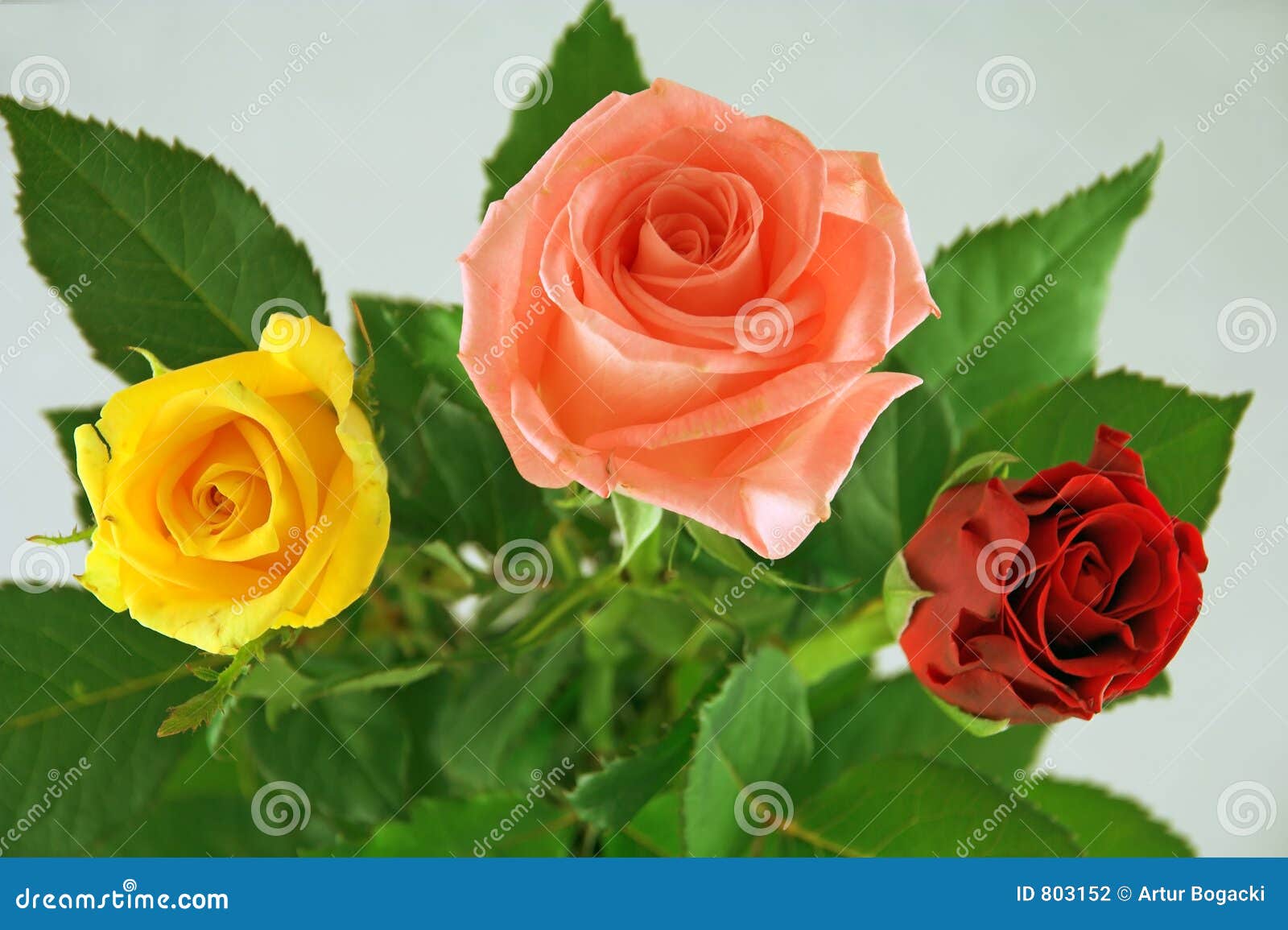 Three Roses stock photo. Image of florist, flora, rose - 803152