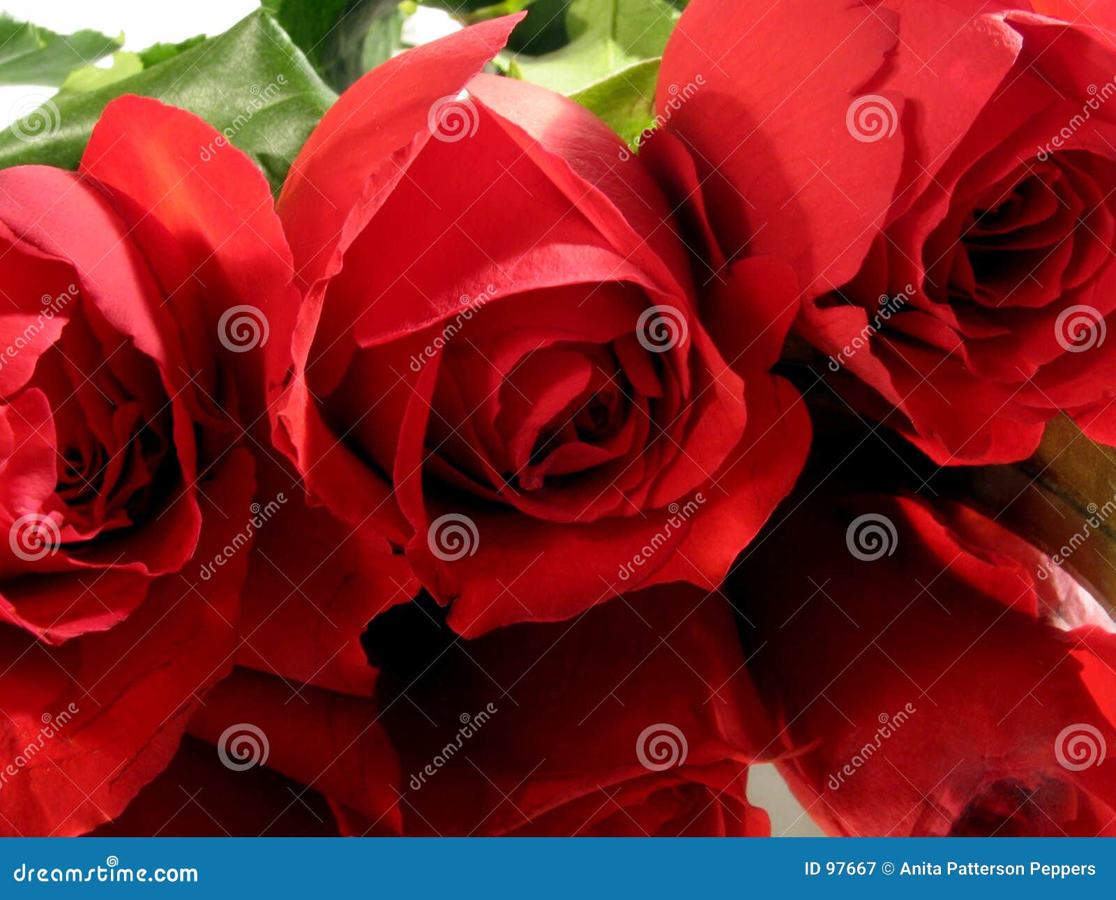 Three roses stock image. Image of beautiful, gift, flowers - 97667
