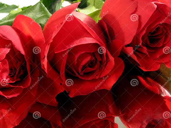 Three roses stock image. Image of beautiful, gift, flowers - 97667