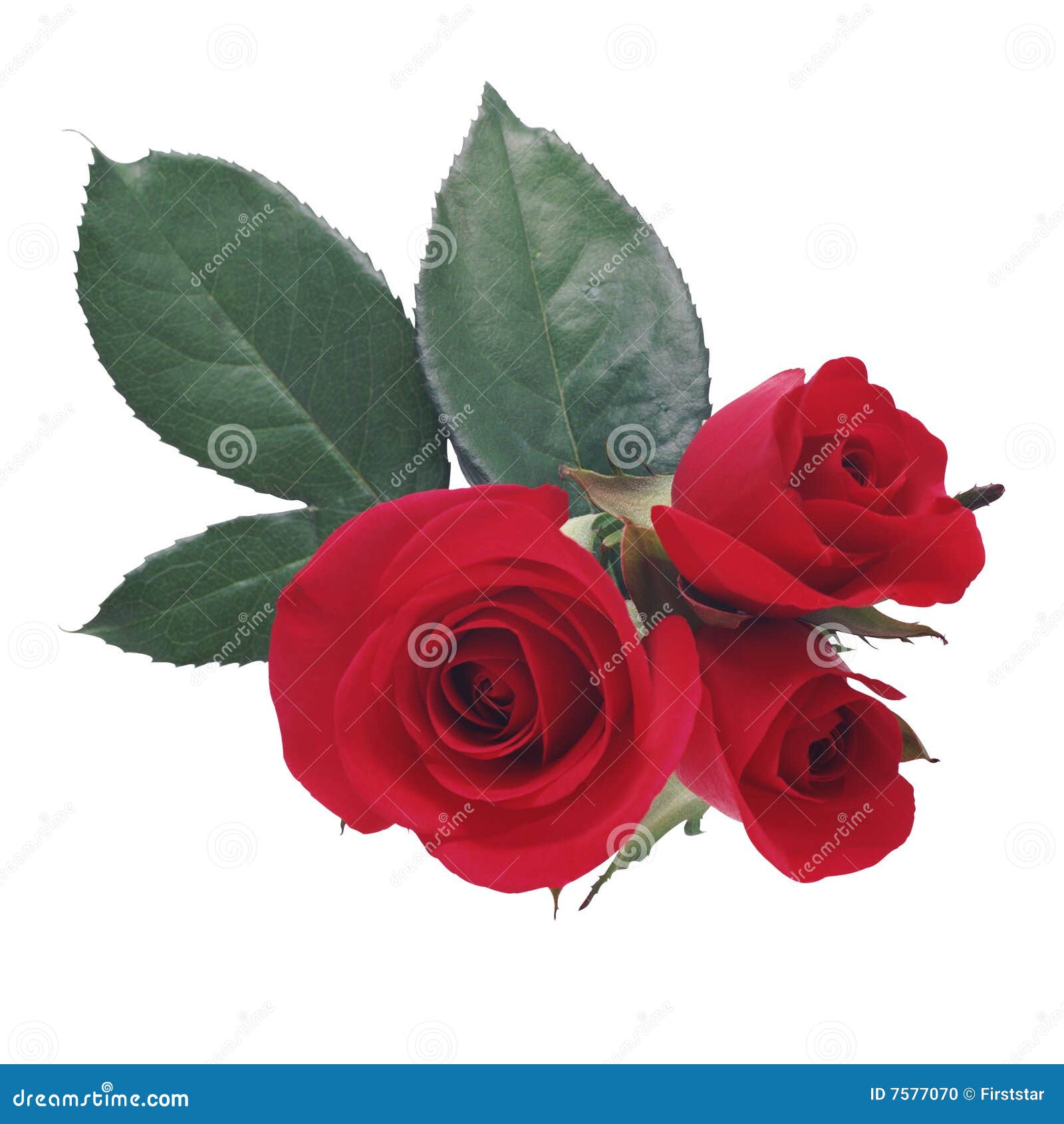 Three roses in a bouquet stock photo. Image of wild, purple - 7577070