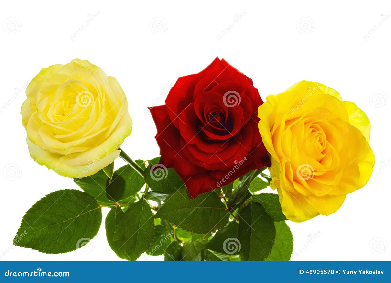 Three roses stock photo. Image of symbol, leaf, basis - 48995578