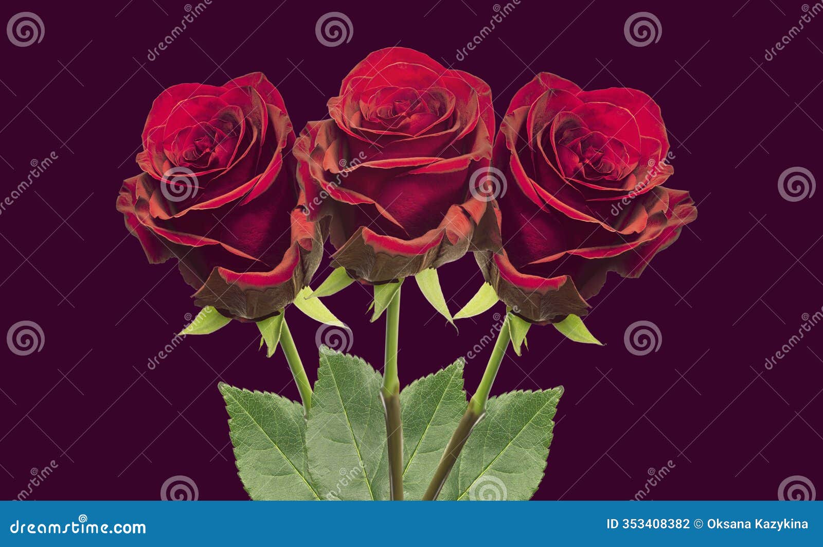 Three Roses Close-up on a Dark Background Stock Photo - Image of gift ...