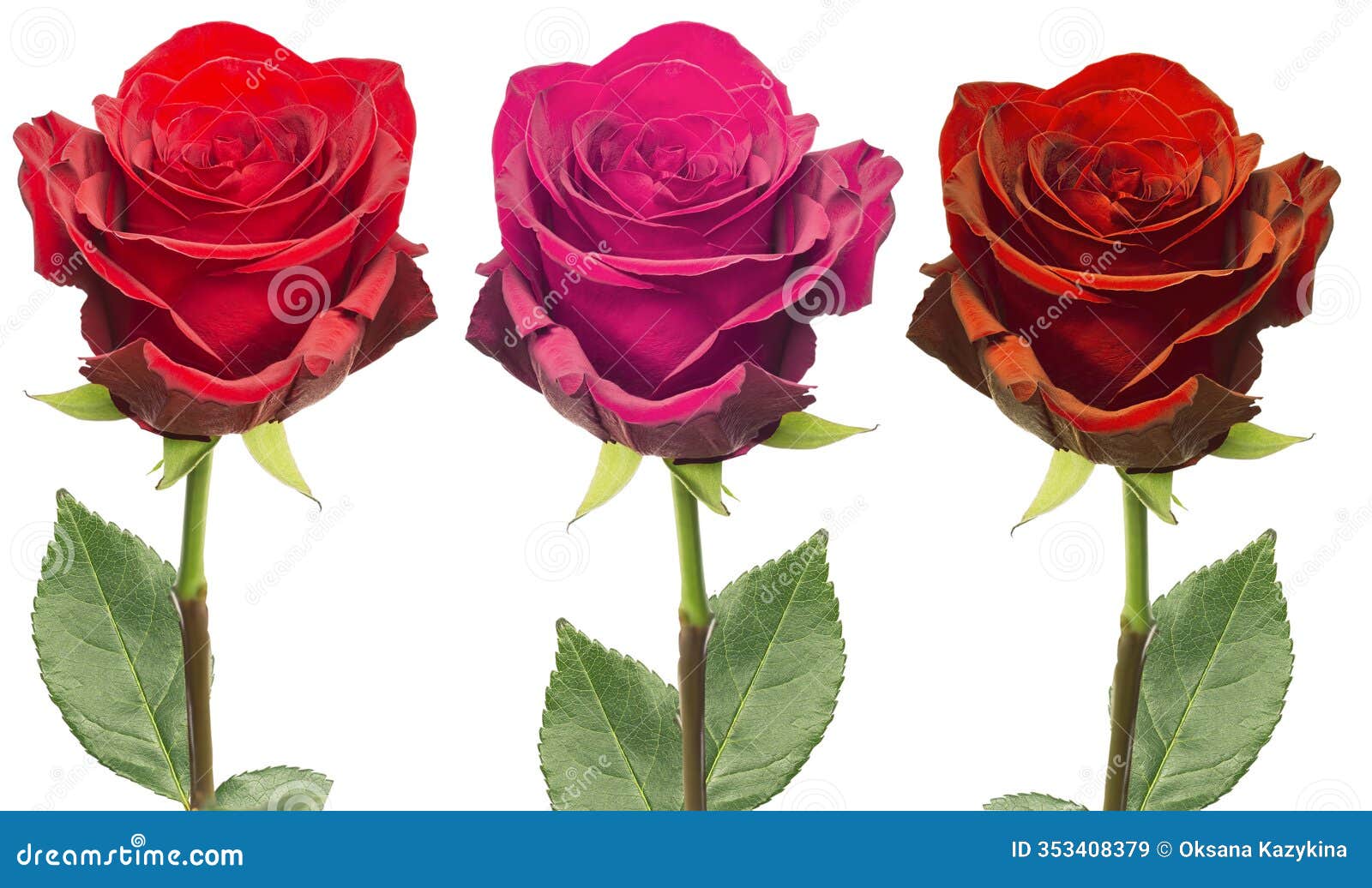 Three Roses Close-up on a White Background Stock Image - Image of ...