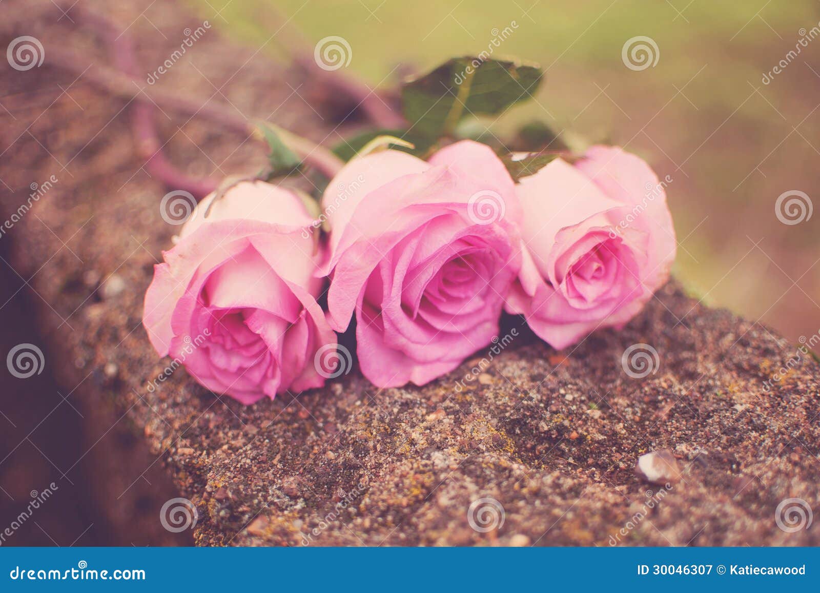 Three Roses stock image. Image of roses, gardening, floral - 30046307