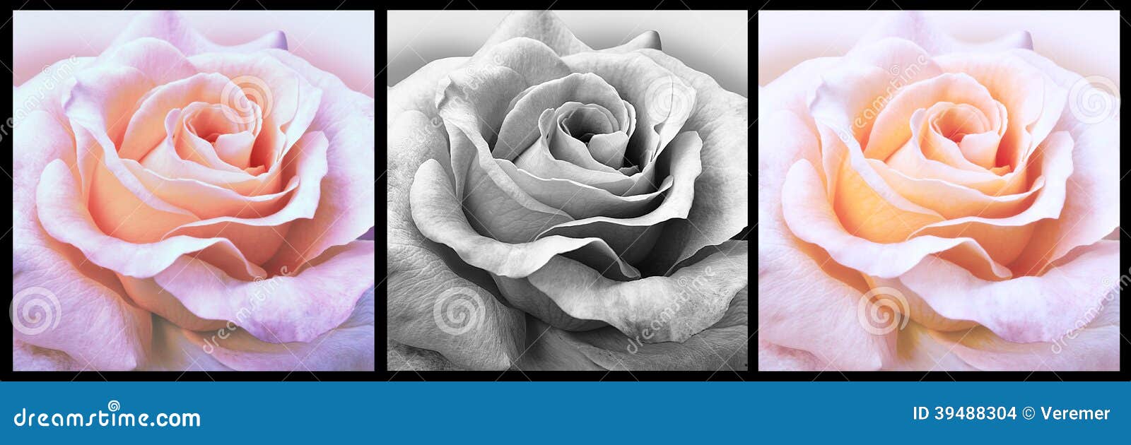 Three roses design stock photo. Image of rose, softness - 39488304