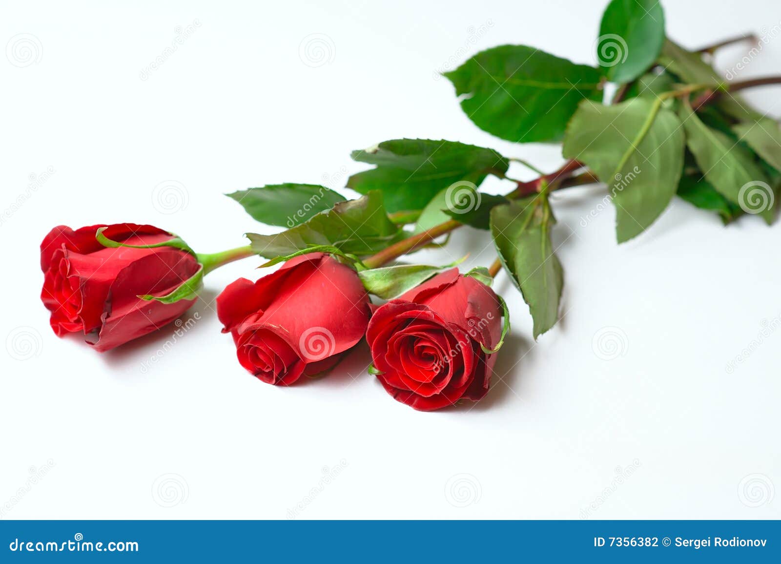 Three Red Roses In A Crystal Vase On The Windowsill. Royalty-Free Stock ...