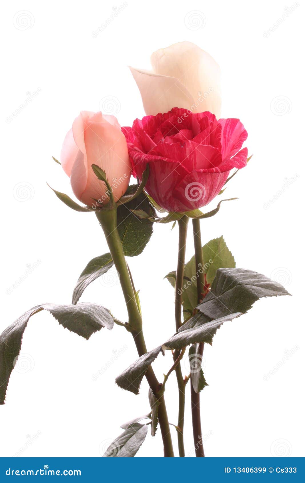 Three roses, isolated. stock image. Image of sheet, rose - 13406399