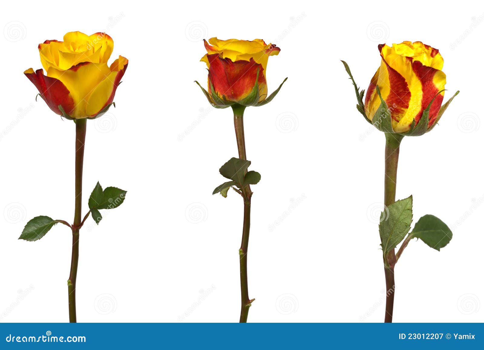 Three Roses isolated stock image. Image of nature, objects - 23012207