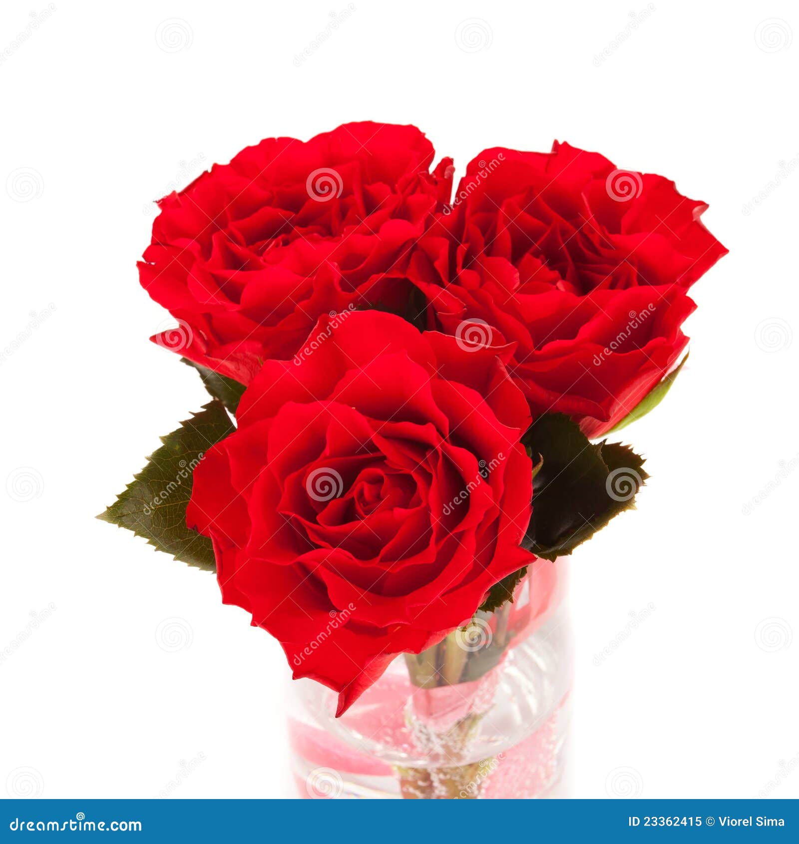 Three roses isolated stock image. Image of present, bouquet - 23362415