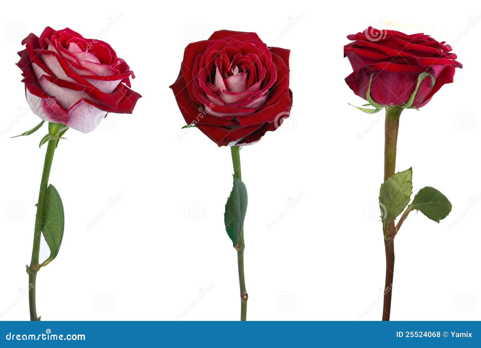 Three Roses isolated stock photo. Image of head, bouquet - 25524068