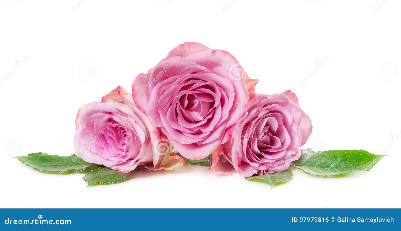Three roses stock photo. Image of love, valentine, leaf - 97979816