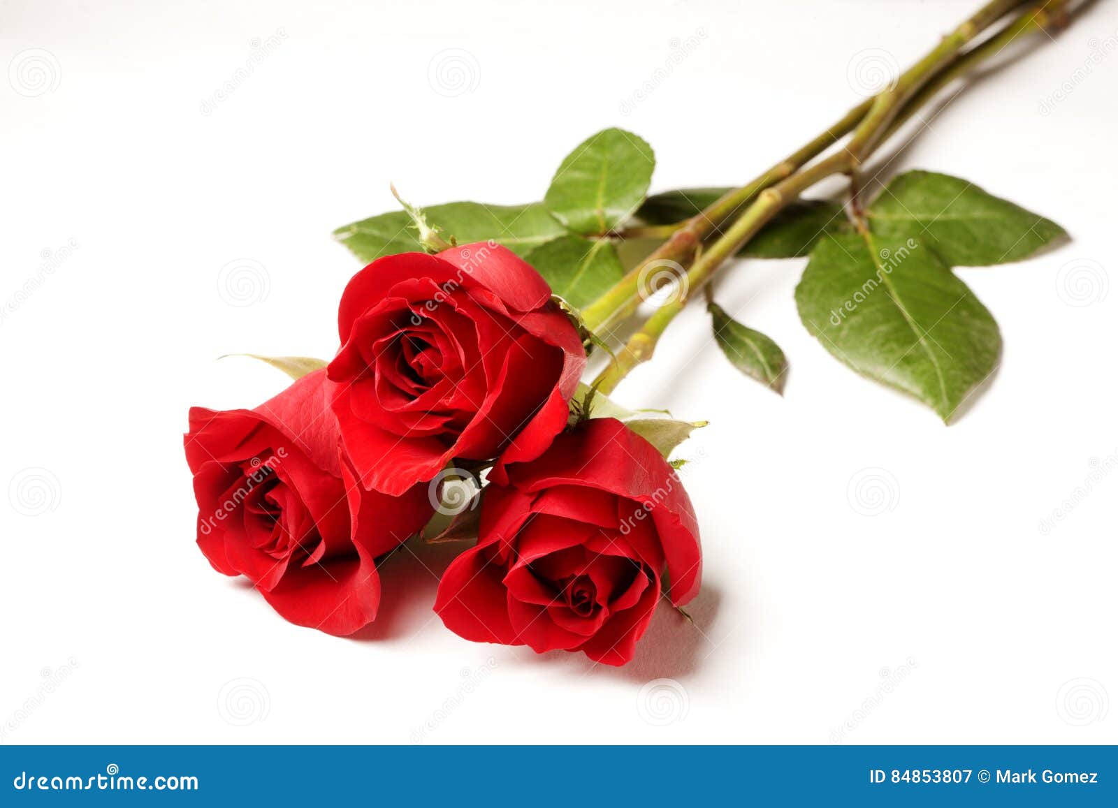Three Roses Isolated on White Stock Image - Image of stem, long: 84853807