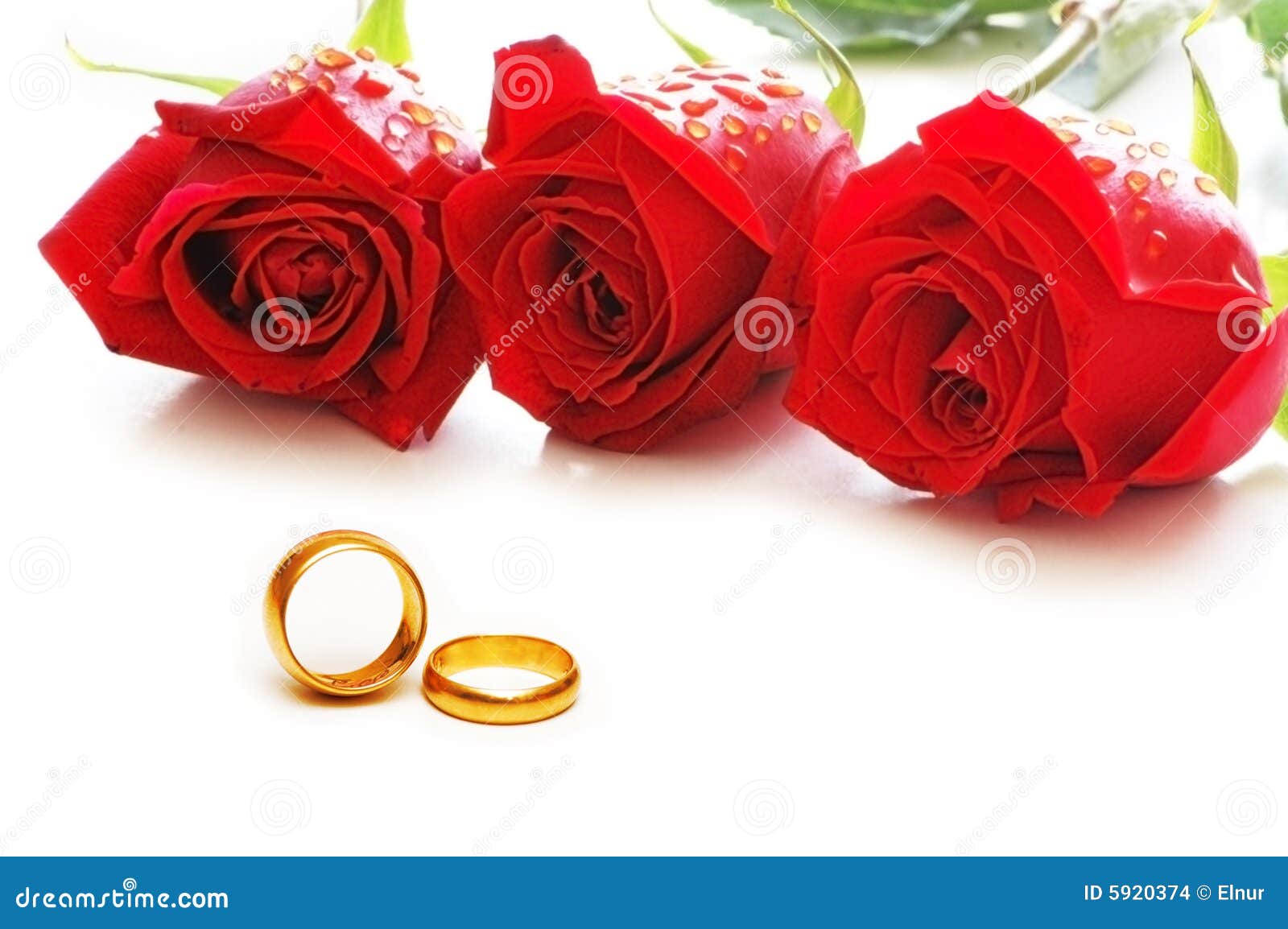 Three Roses and Rings Isolated on the White Stock Photo - Image of ...