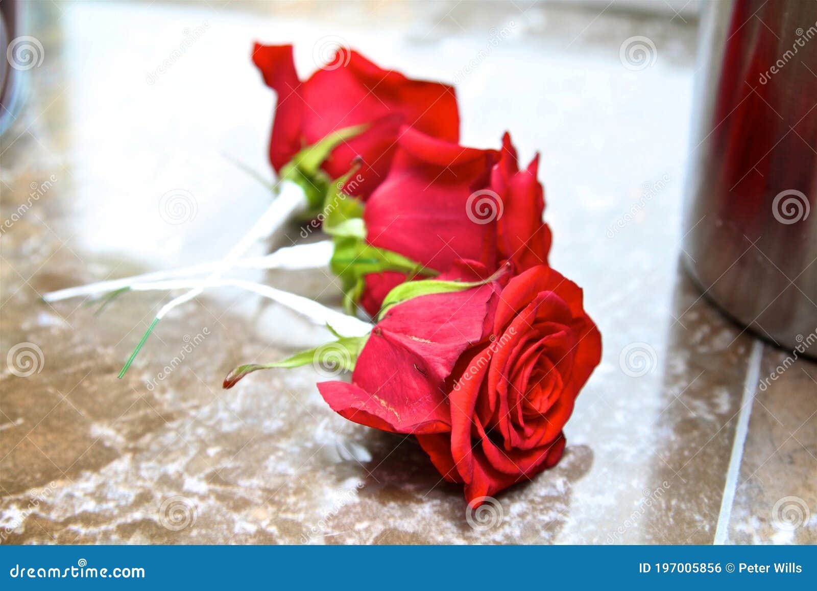 Three roses in a row stock photo. Image of garden, colourful - 197005856