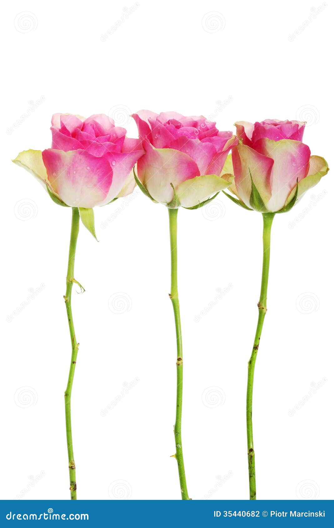 Three Roses Separated on White. Stock Photo - Image of passion, mothers ...