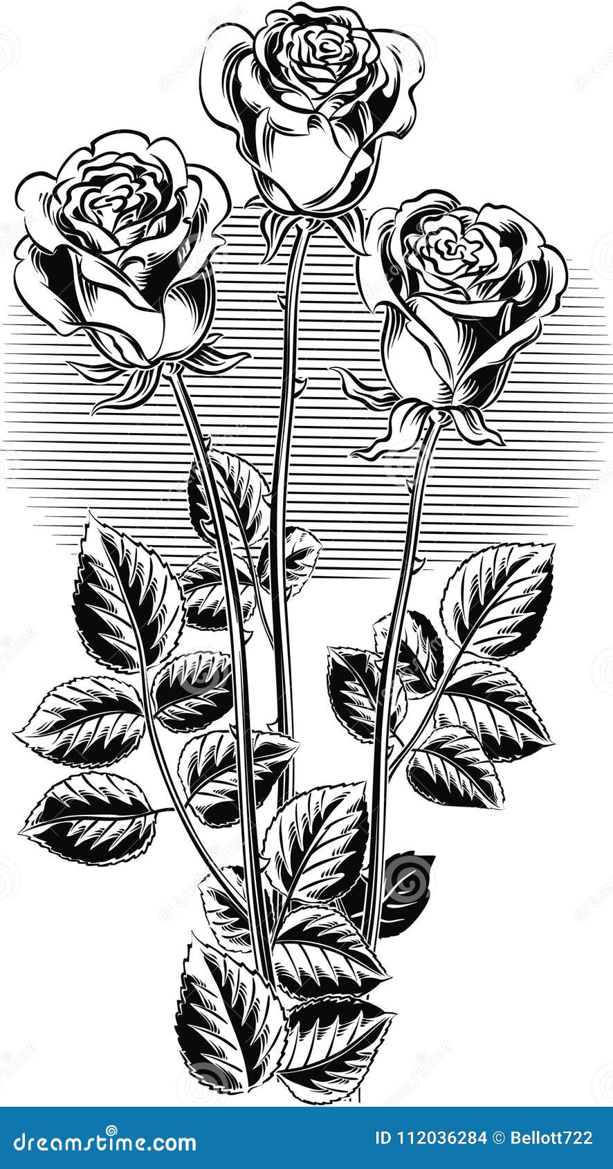 Three Roses with Their Stems and Leaves. Stock Illustration ...