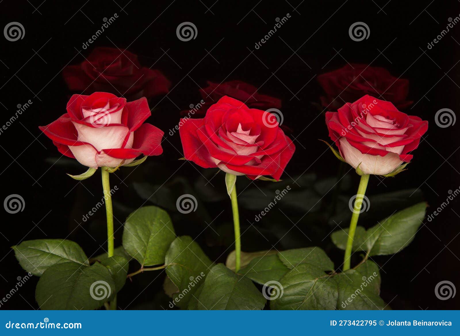 Three roses stock image. Image of plant, three, beautiful - 273422795