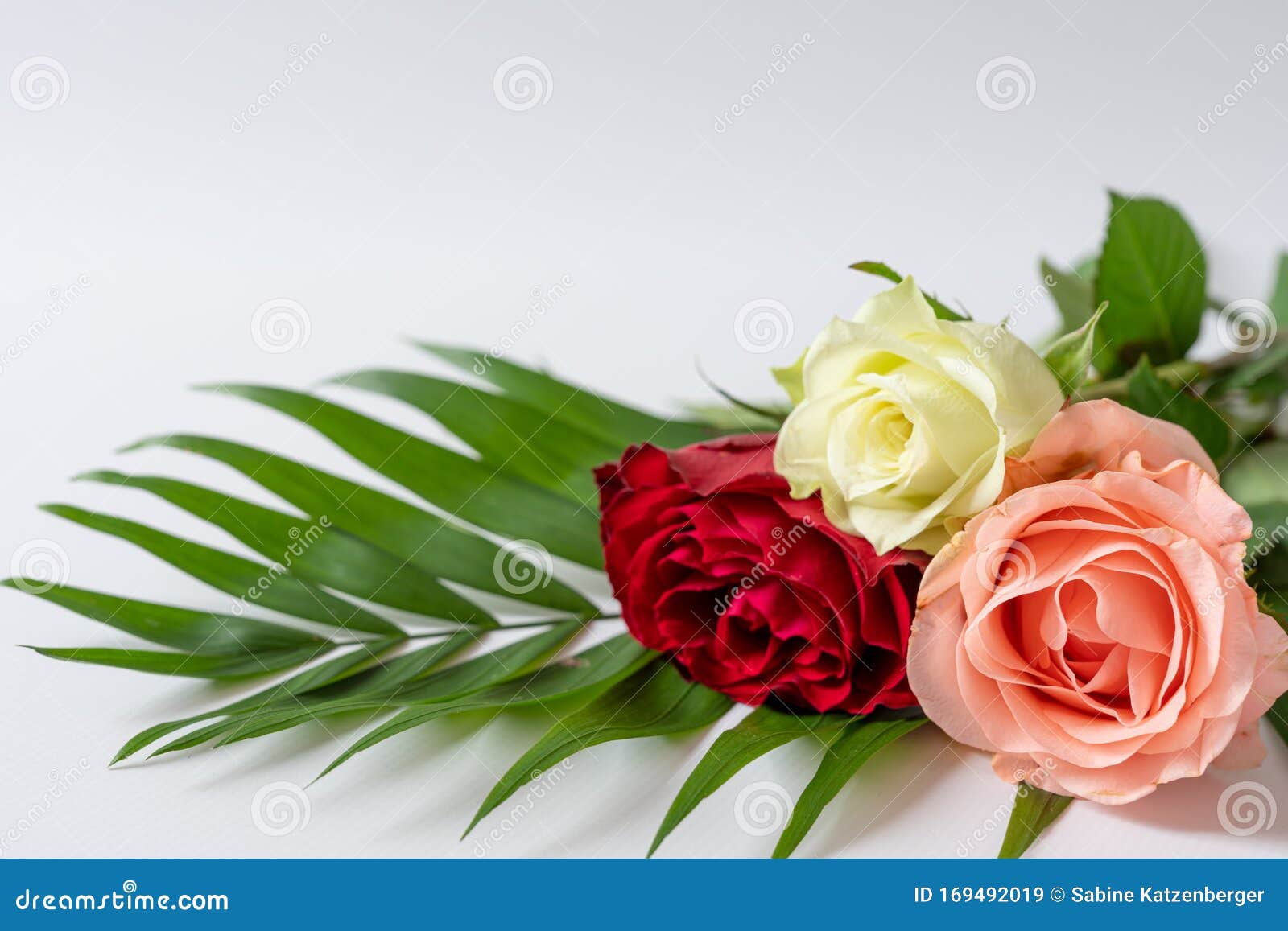 Three Roses on a White Surface Stock Image - Image of dining, birthday ...