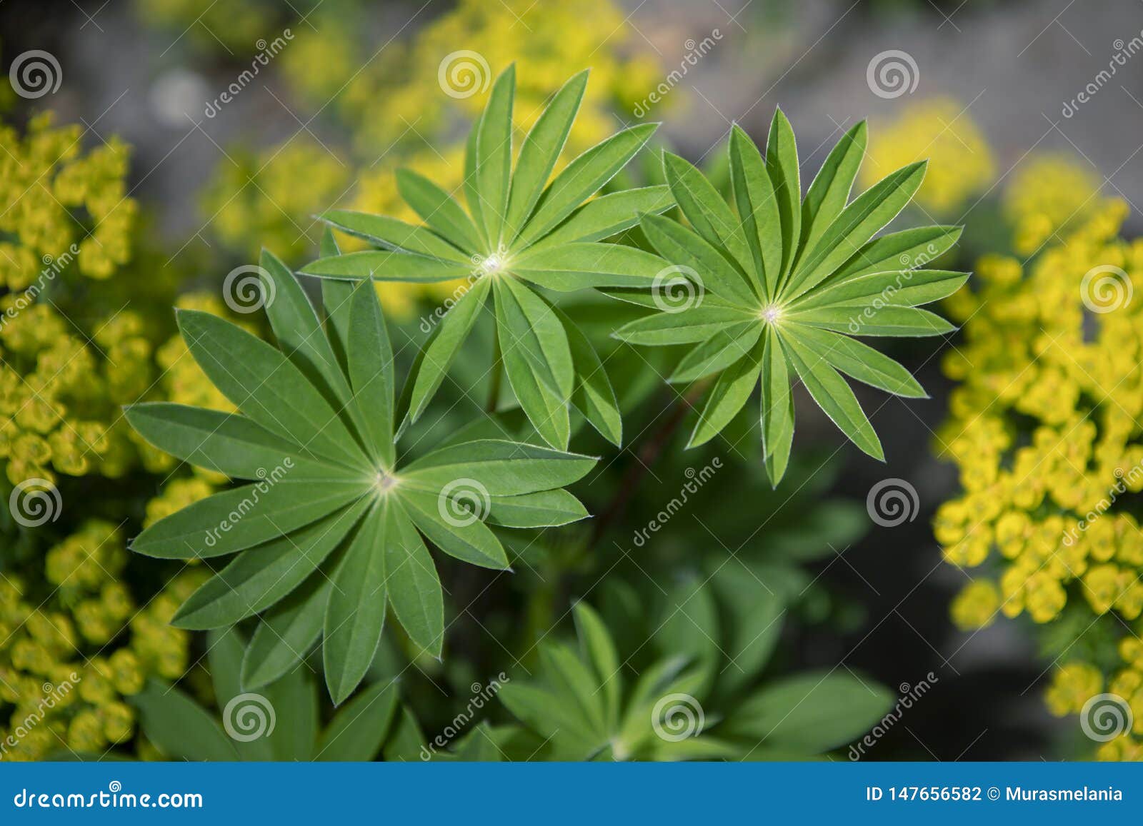 Three Rosette Shape Leaves and Yellow Tiny Flowers. Composition of ...