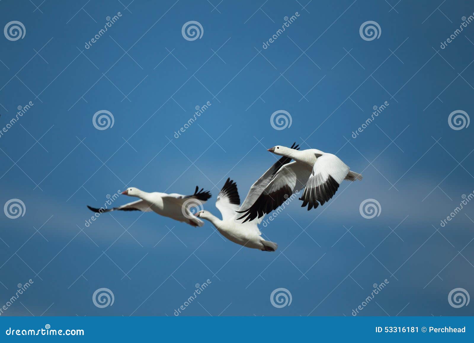 Three Ross Geese in Flight with a Blue Sky Background Stock Image ...