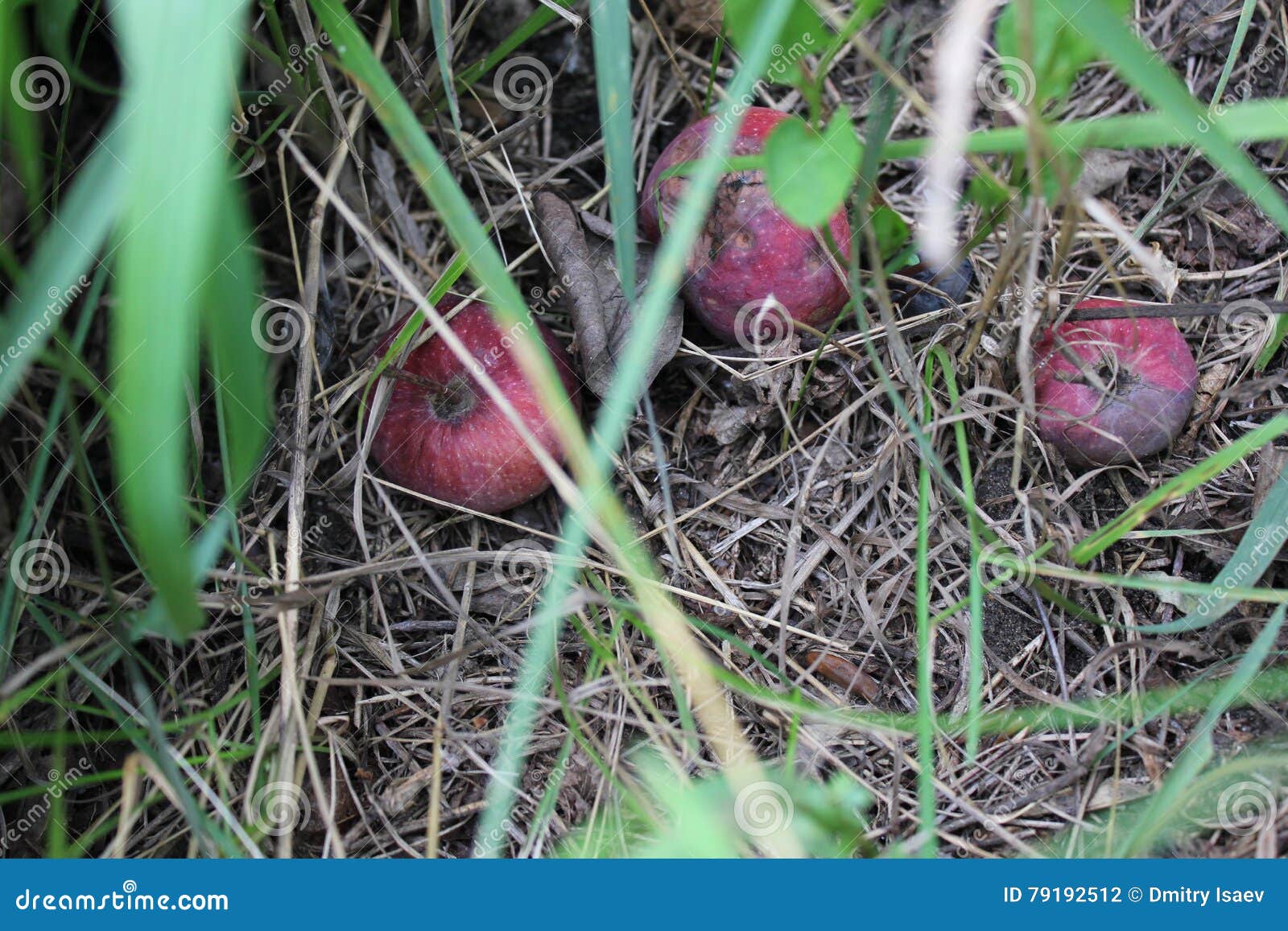 Three Rotten Apples Laying on Ground 20504 Stock Photo - Image of ...