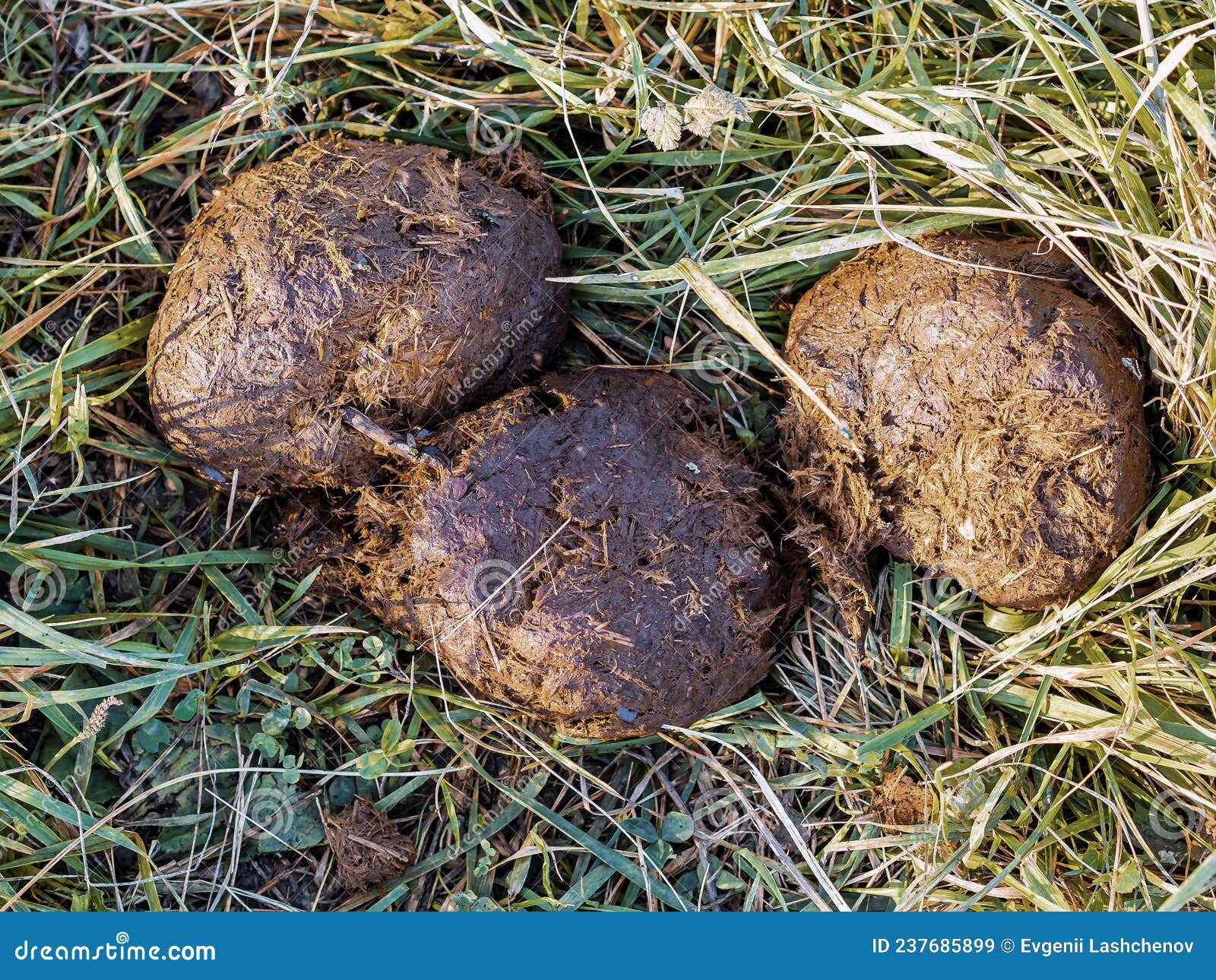 Three Round Grassy Elephant Poop Lie on the Grass Lit by the Sun Stock ...