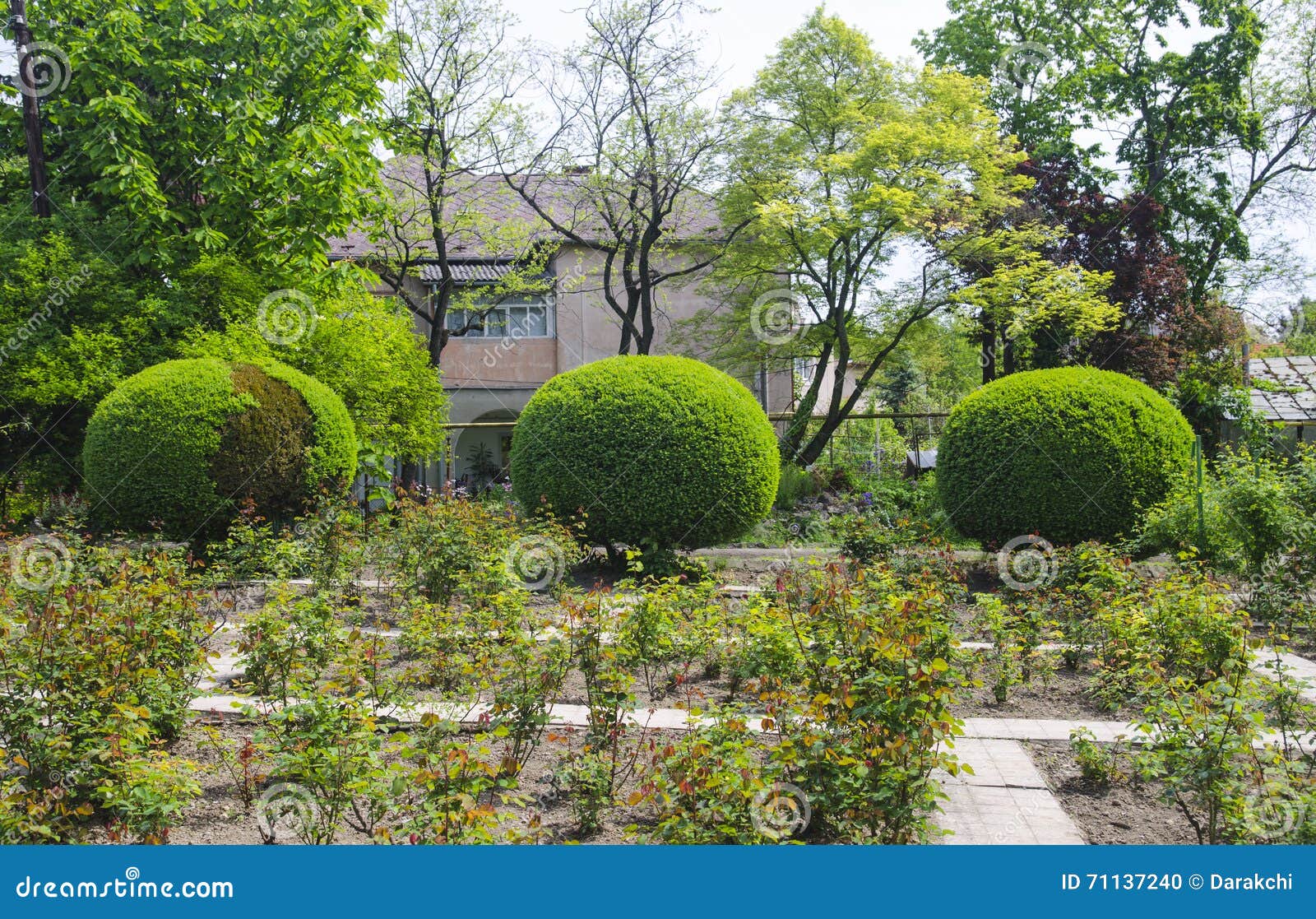 Three round green bushes stock photo. Image of ecology - 71137240