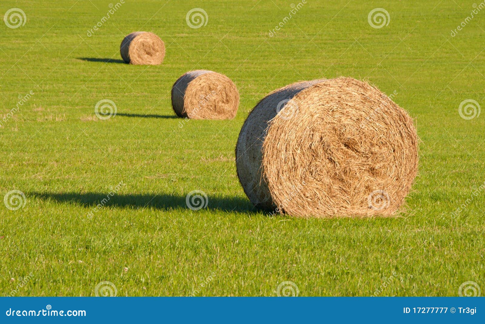Three Round Hay Bales in a Row on Green Grass Stock Image - Image of ...