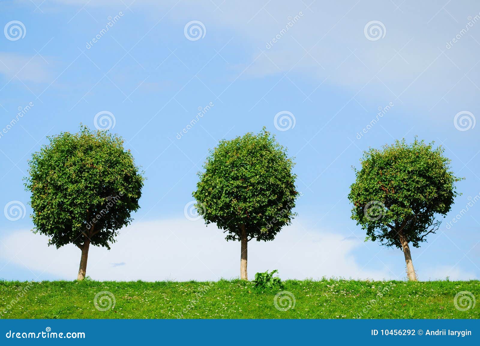 Three rounded trees stock photo. Image of field, freshness - 10456292