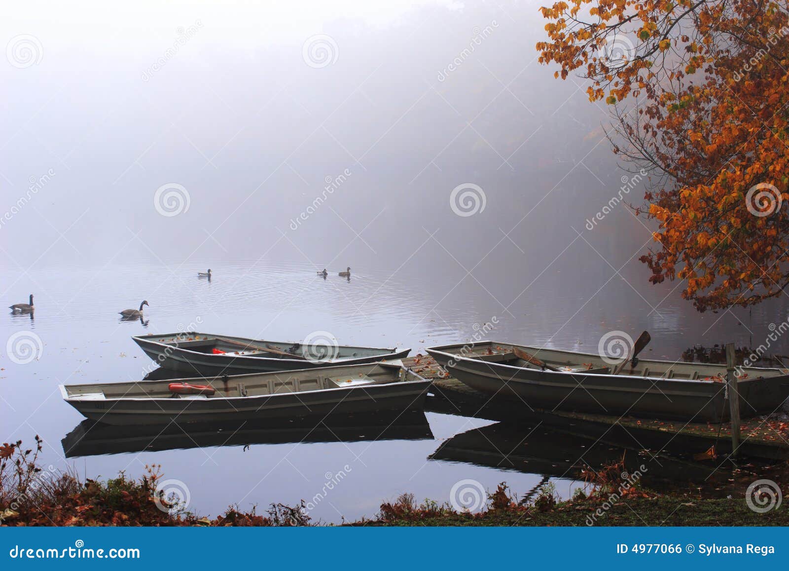 Three Row Boats in the Fog. Stock Photo - Image of serene, climate: 4977066