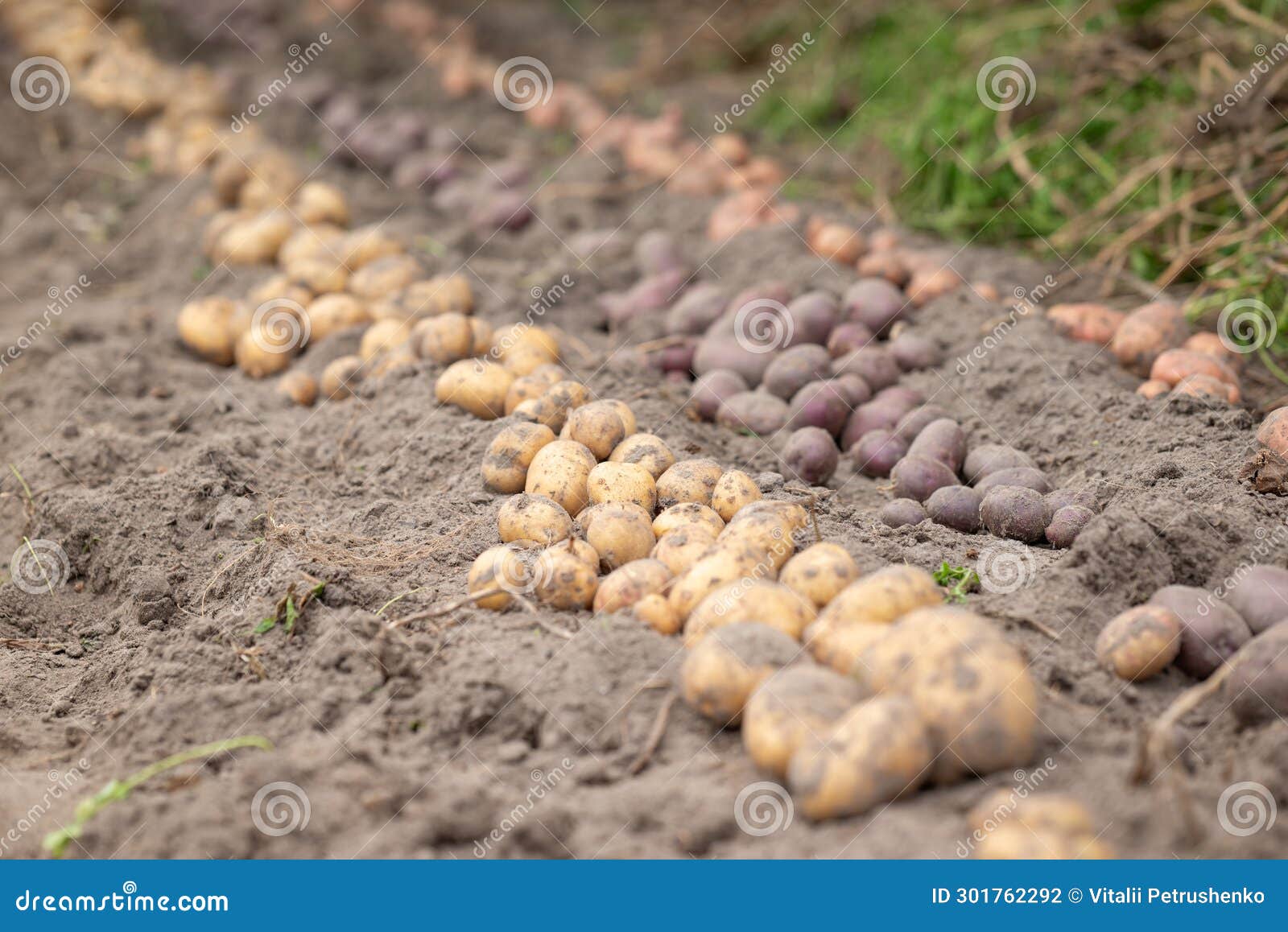 Three Rows of Different Color of Potato on the Ground in Garden Stock ...