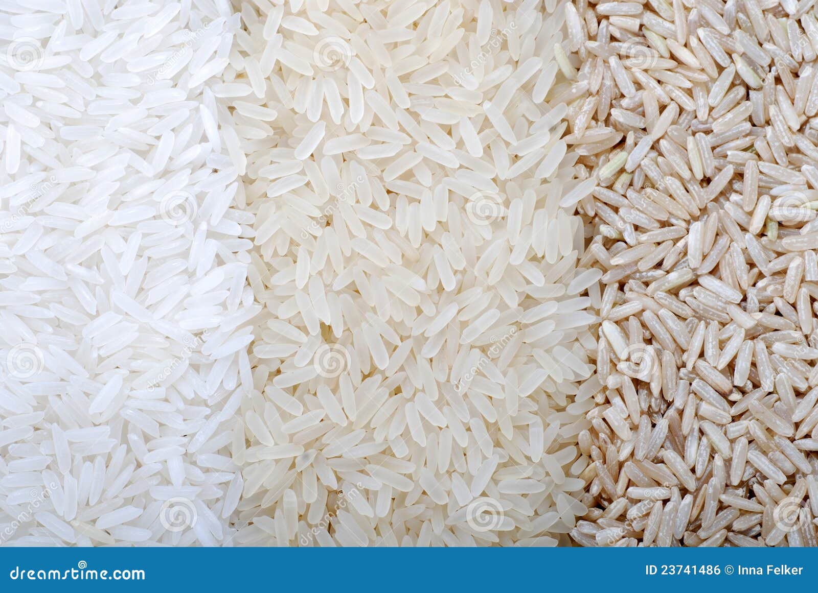 Three Rows of Rice Varieties Stock Photo - Image of dried, edible: 23741486