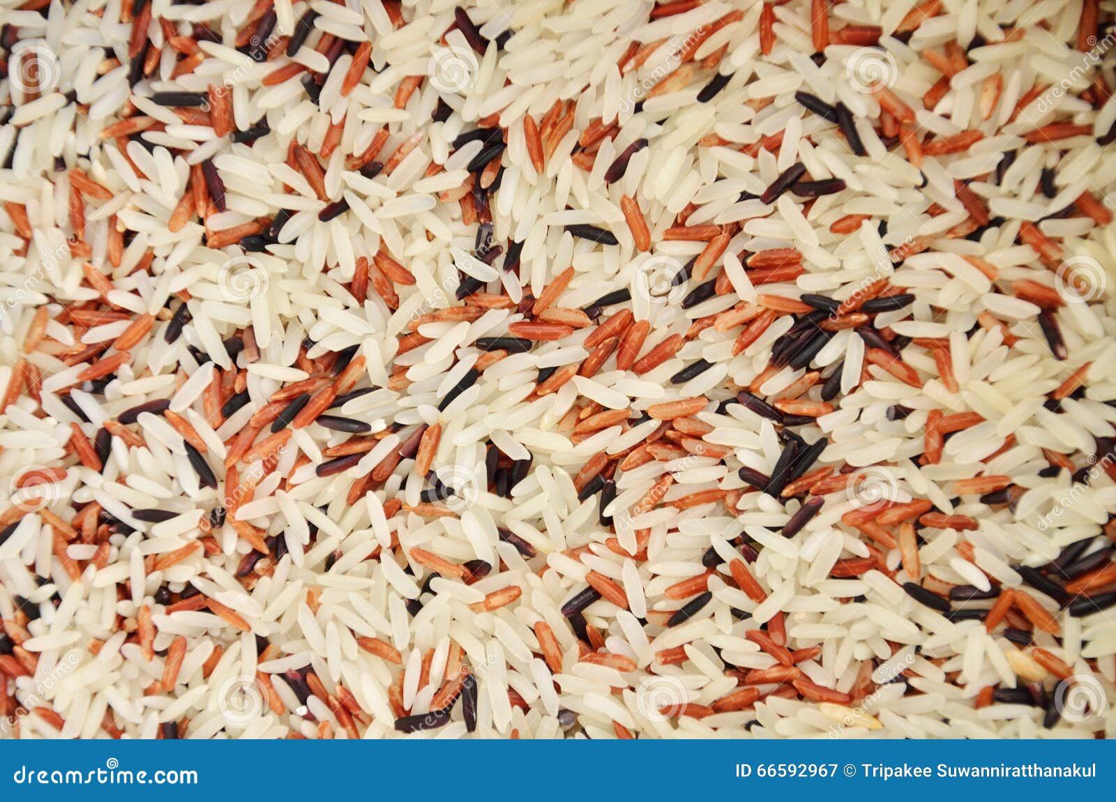 Three Rows of Rice Varieties Stock Image - Image of nutrition, eating ...