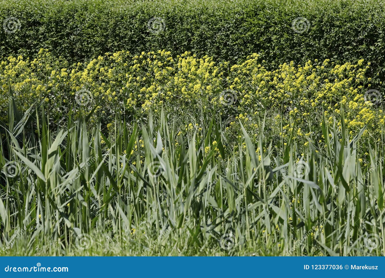 Three Rows of Various Plants Stock Photo - Image of park, natural ...