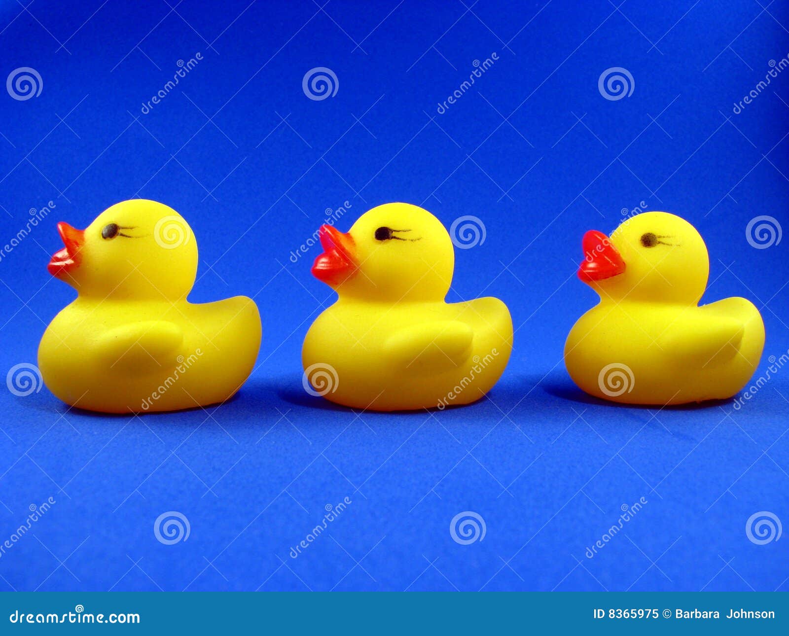 Three Rubber Duckies stock image. Image of ducky, three - 8365975
