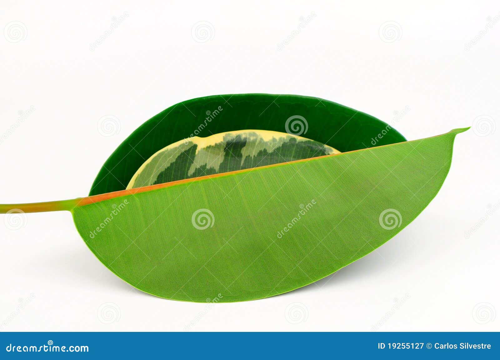 Three rubber tree leaves. stock image. Image of rubber - 19255127