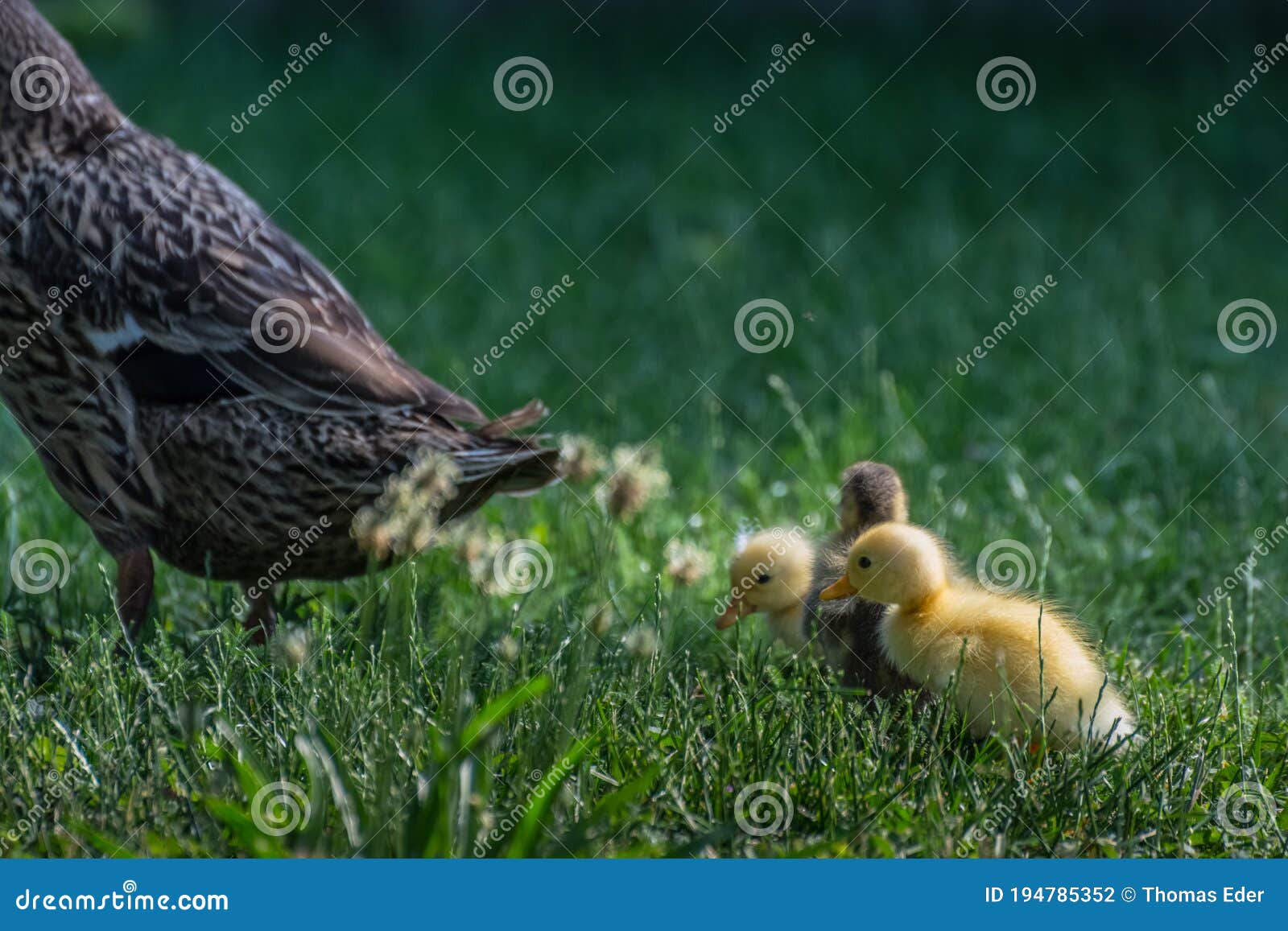 Three Runner Ducks with Their Mother in the Grass Stock Photo - Image ...