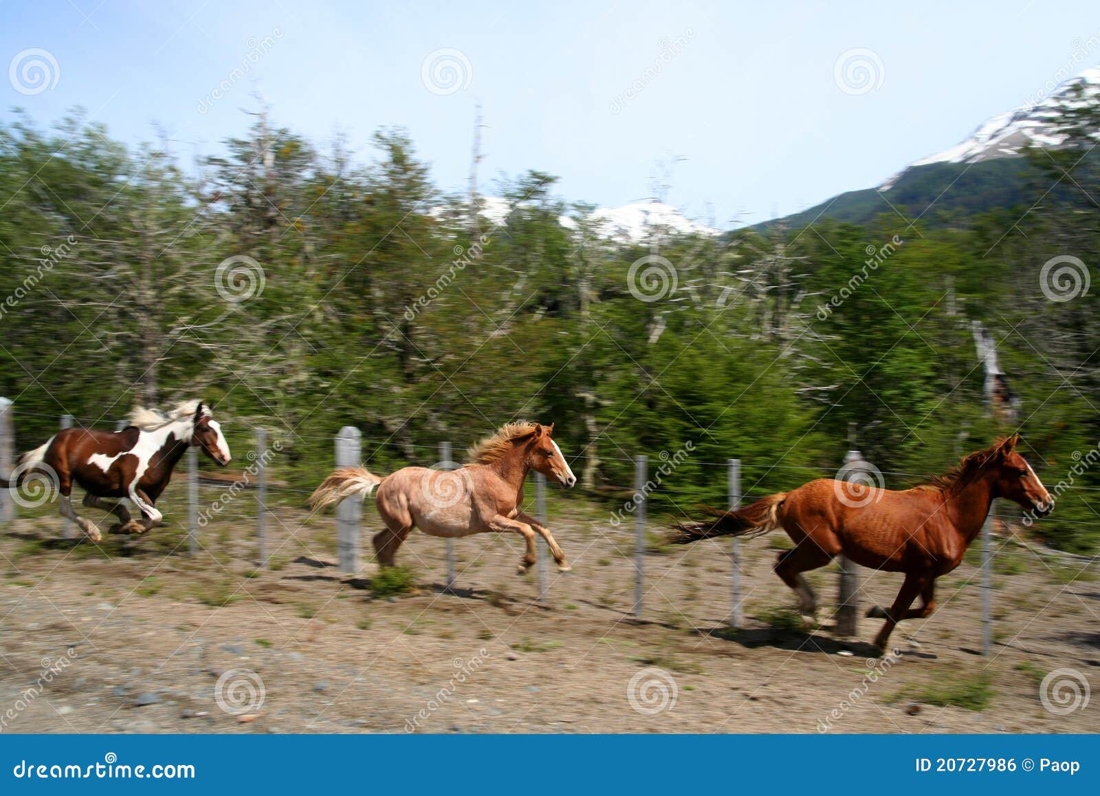 Three Running Horses stock photo. Image of forest, freedom - 20727986