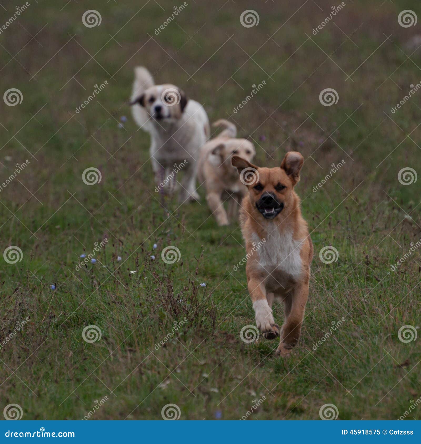 Three running playful dogs stock image. Image of pets - 45918575