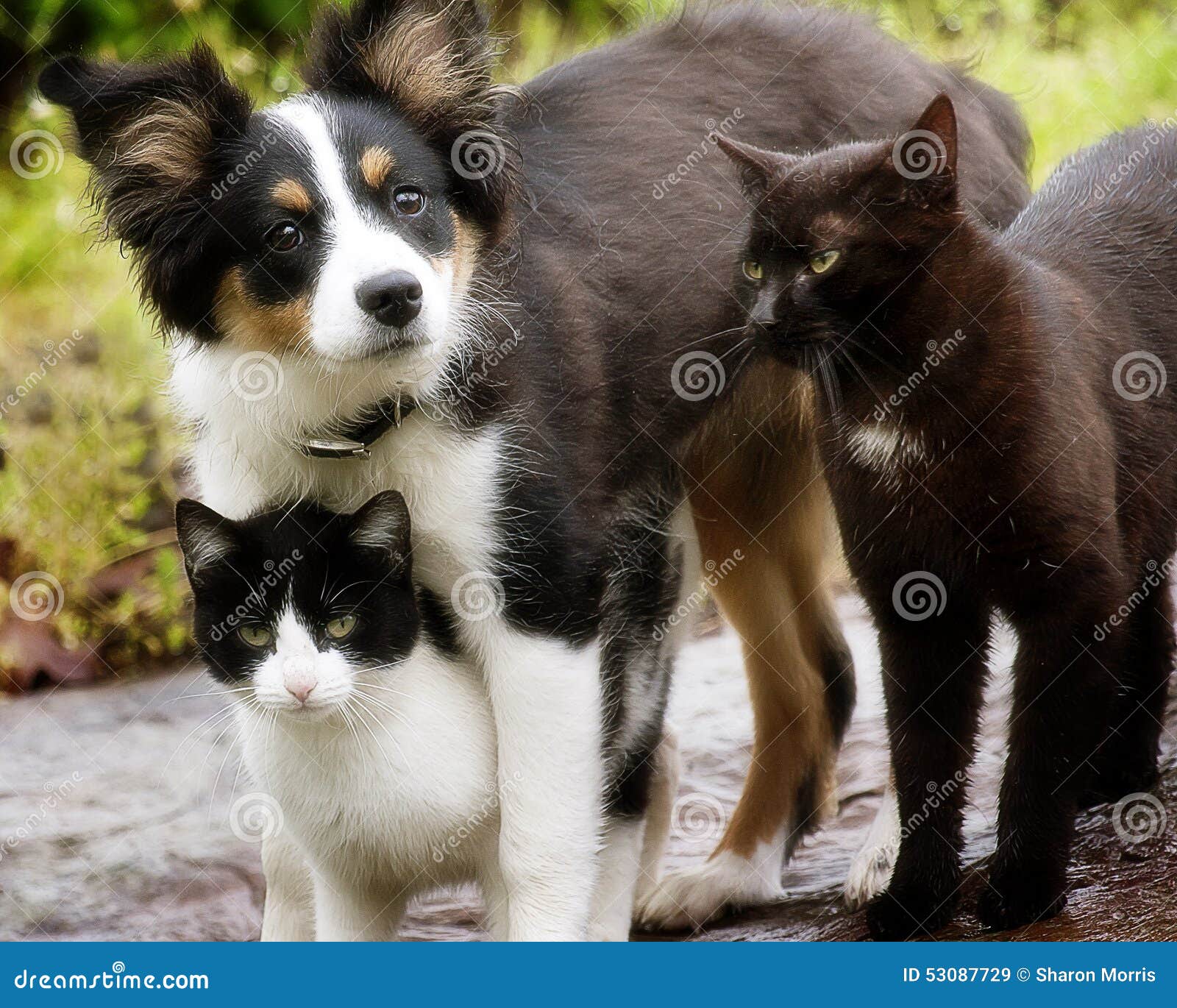 Three s a crowd stock image. Image of cats, puppy, crowd - 53087729 Three s a crowd stock image. Image of cats, puppy, crowd - 53087729