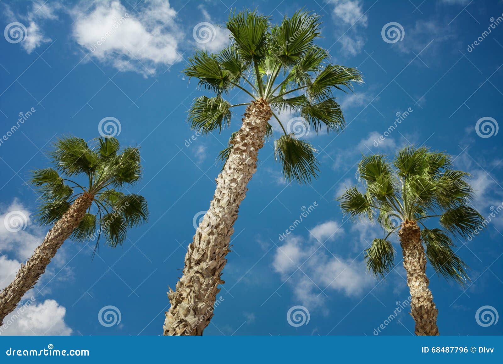 Sabal Palm Genus Royalty-Free Stock Image | CartoonDealer.com #186512848
