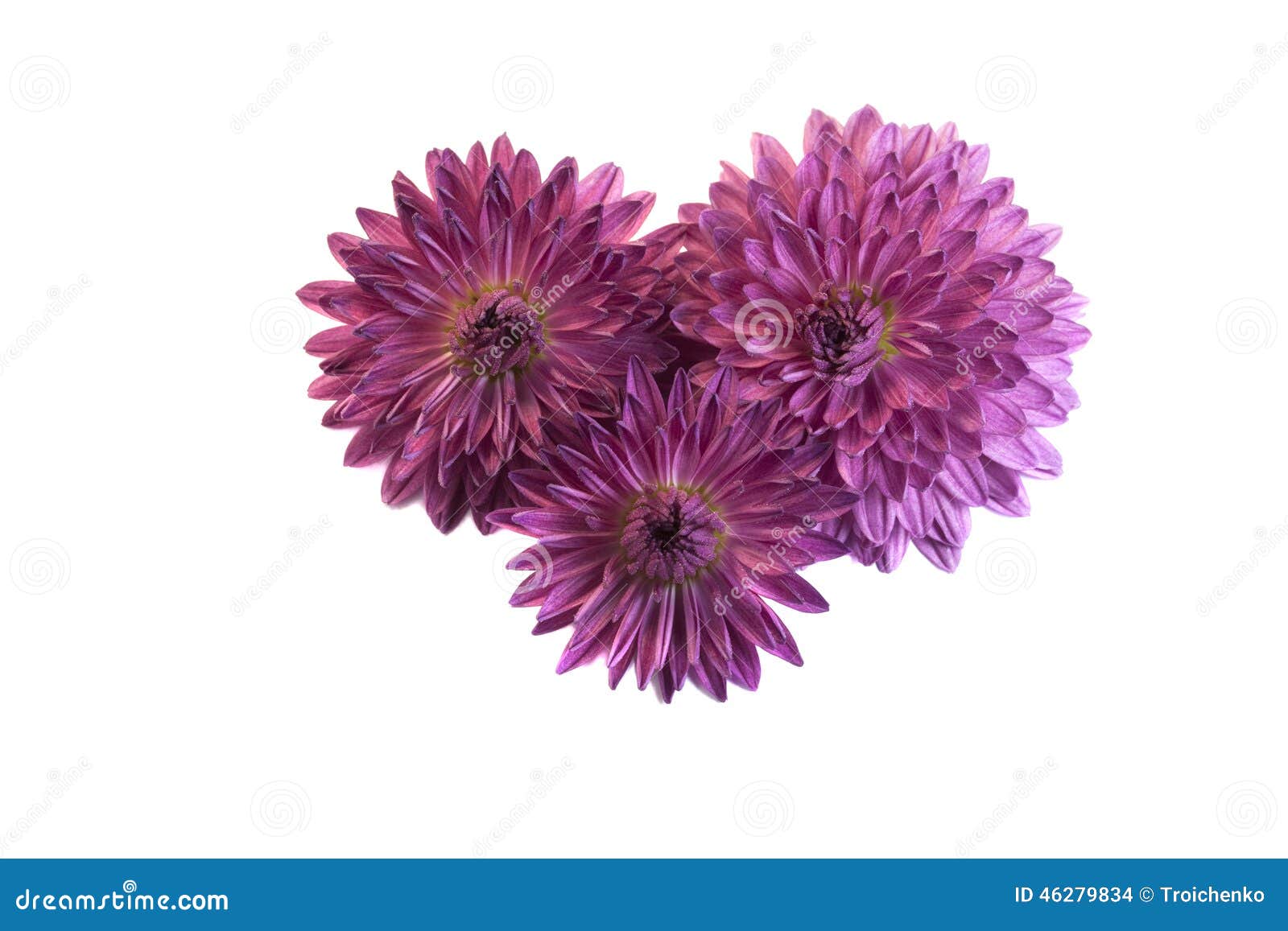 Three of the same flower stock photo. Image of purple - 46279834