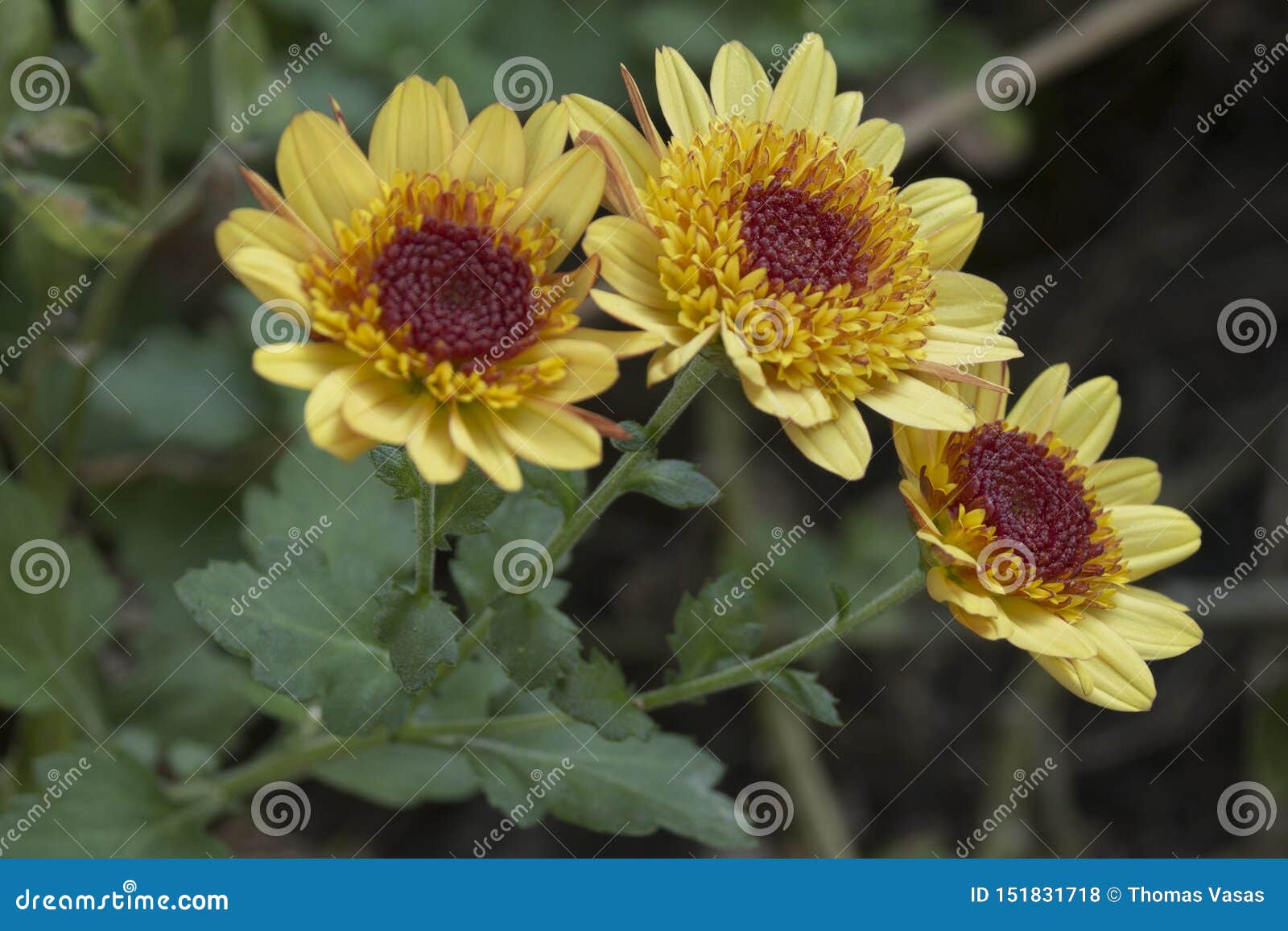 Three of the Same Kind stock photo. Image of plants - 151831718