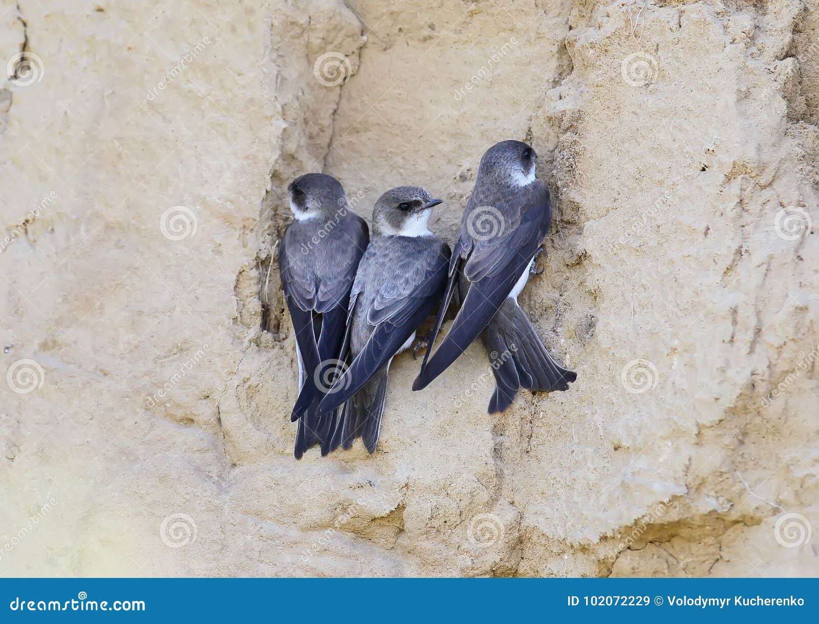 Three Sand Martin Near Nest Stock Image - Image of brown, european ...