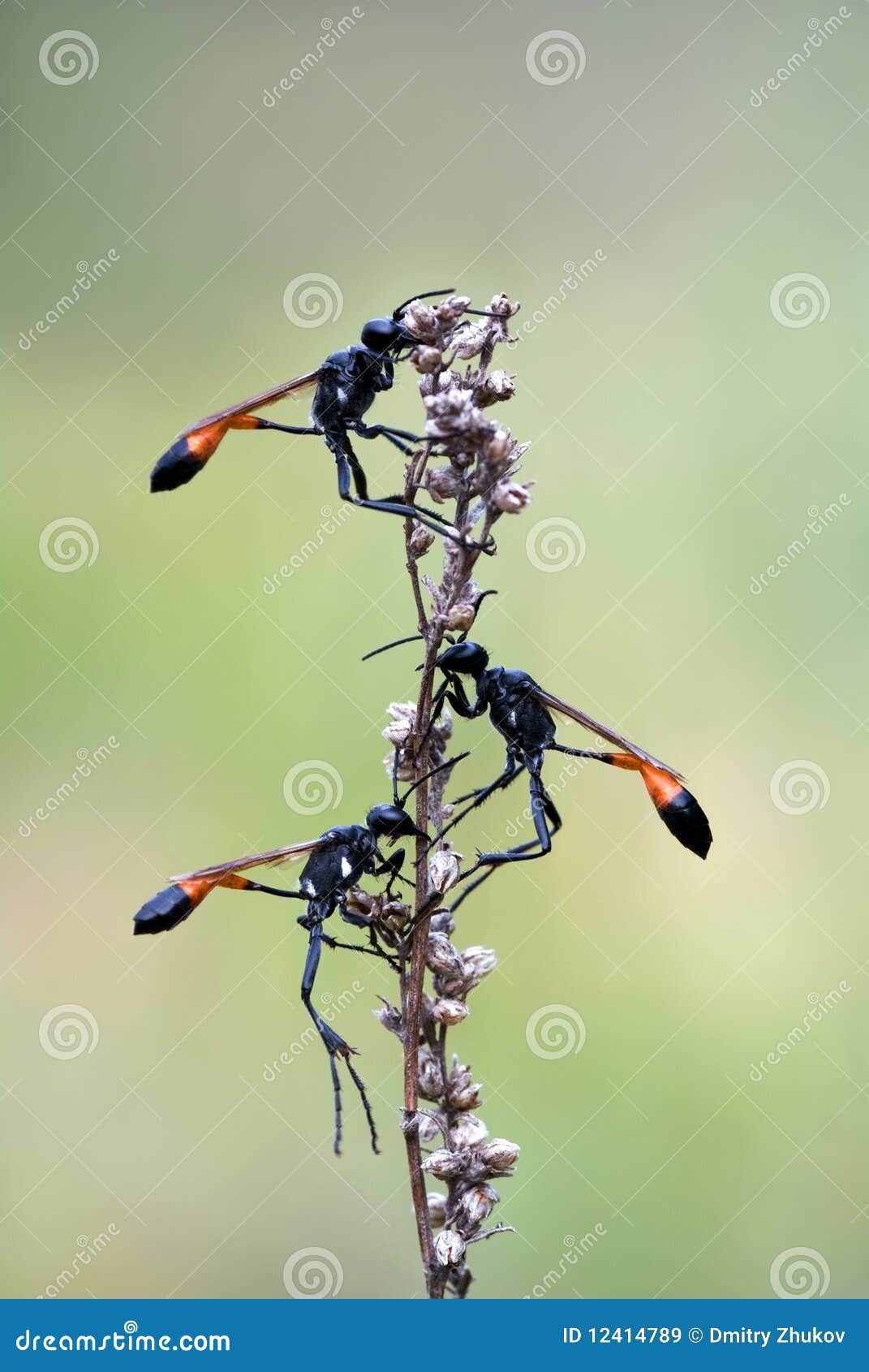 Three sand wasps stock image. Image of melilot, head - 12414789