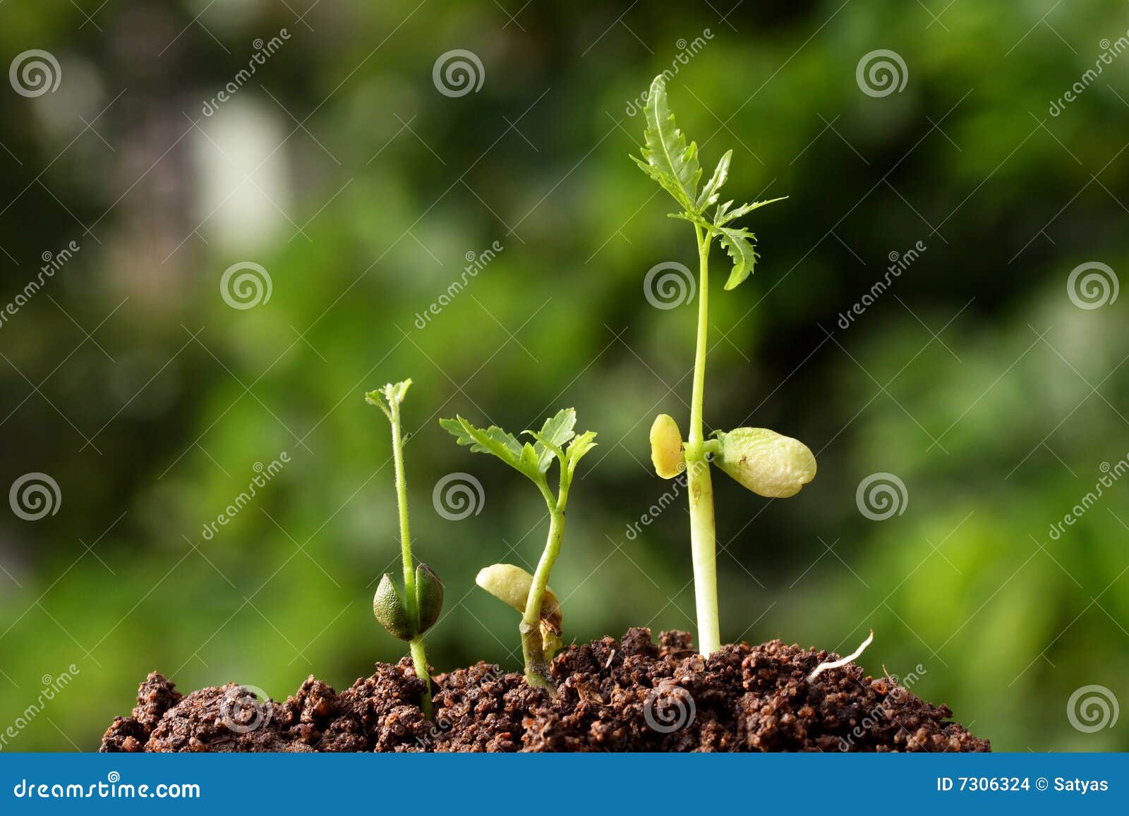 Three saplings growing stock photo. Image of green, background - 7306324