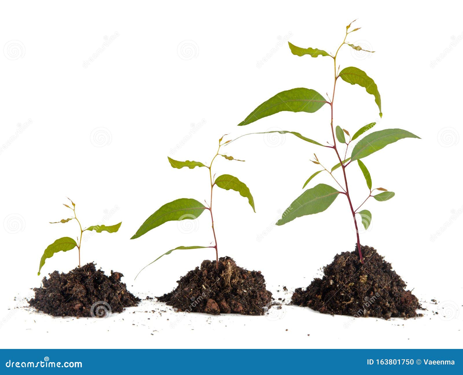 Saplings on White Background Stock Photo - Image of plant, leaf: 163801750