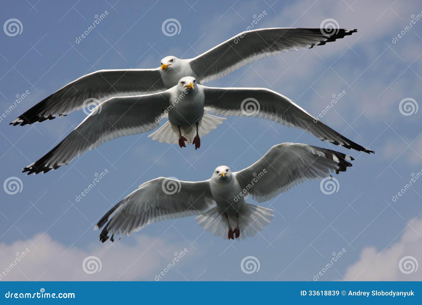 Three sea gulls stock image. Image of baikal, gull, gulls - 33618839